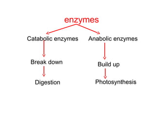 B2.5 proteins enzymes | PPT