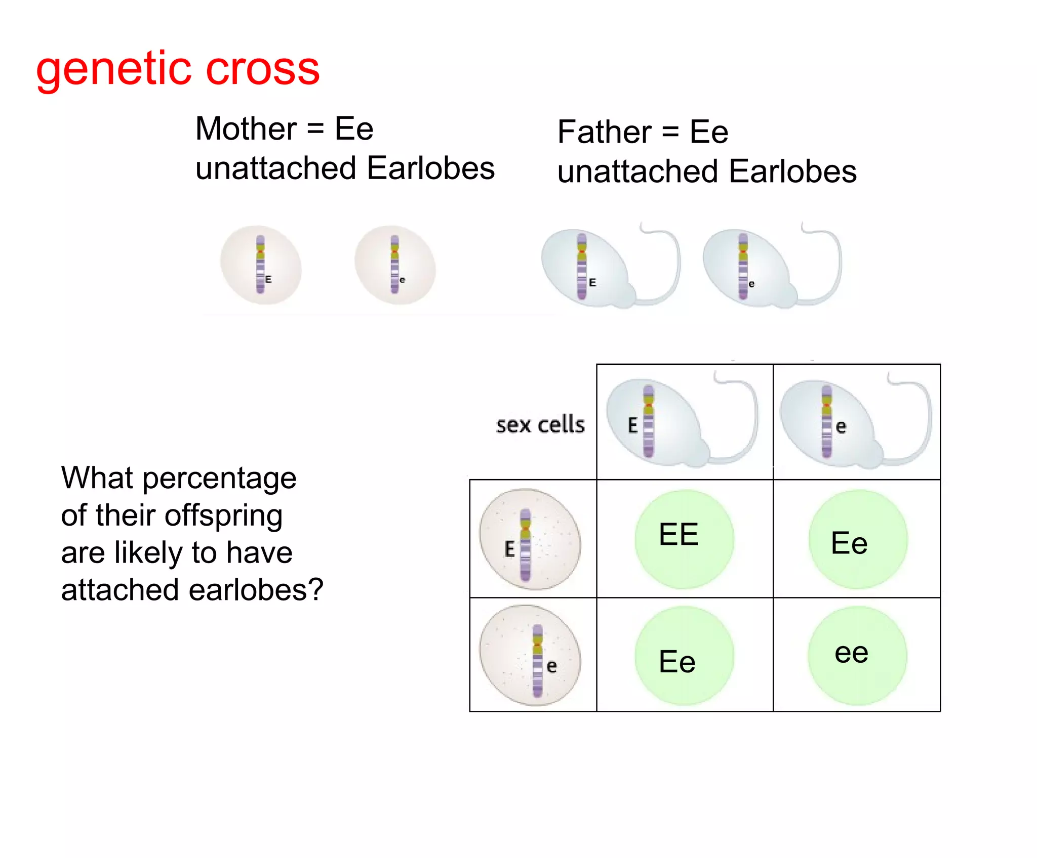 B2.7 cell division and inheritance | PPT