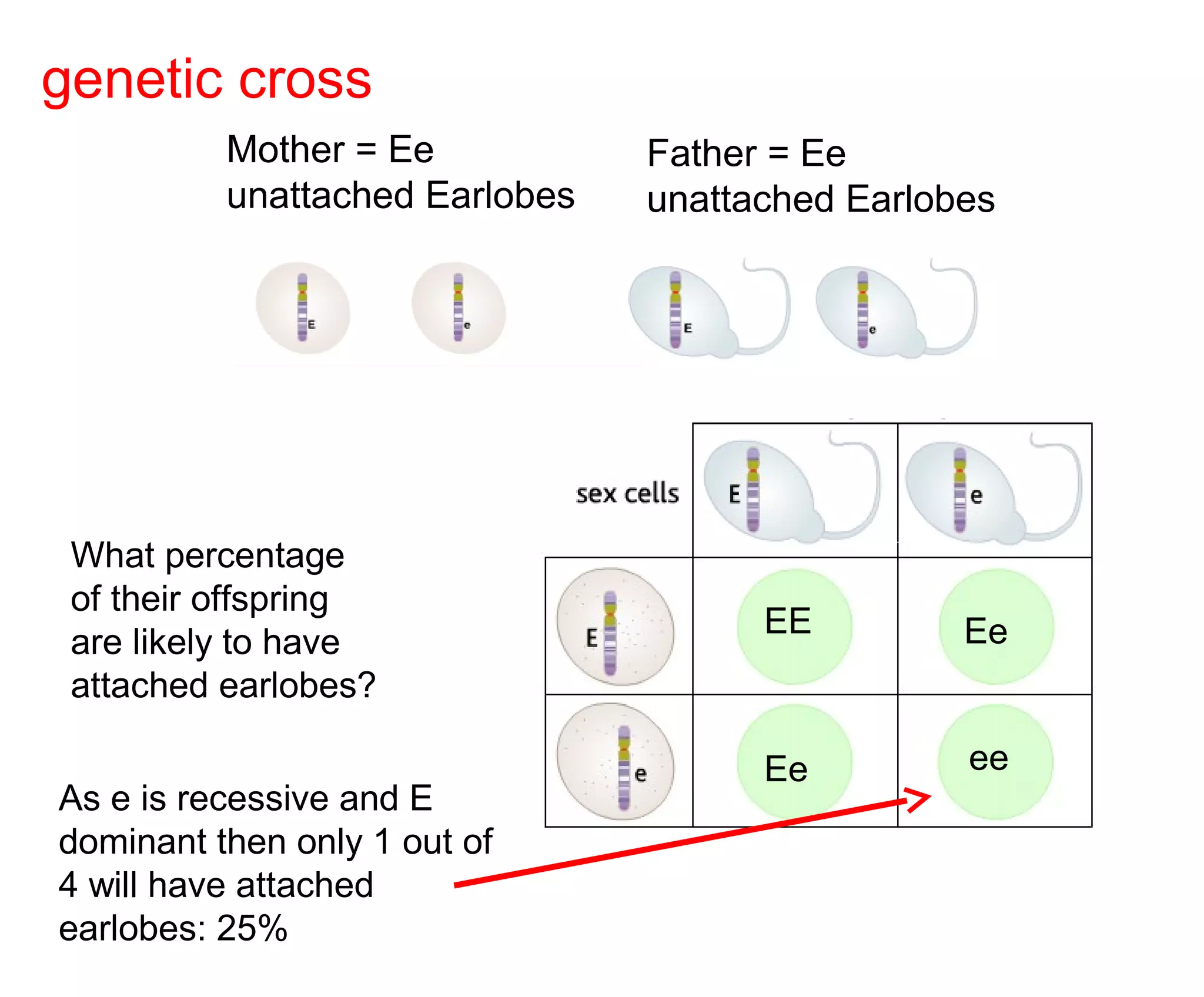 B2.7 cell division and inheritance | PPT