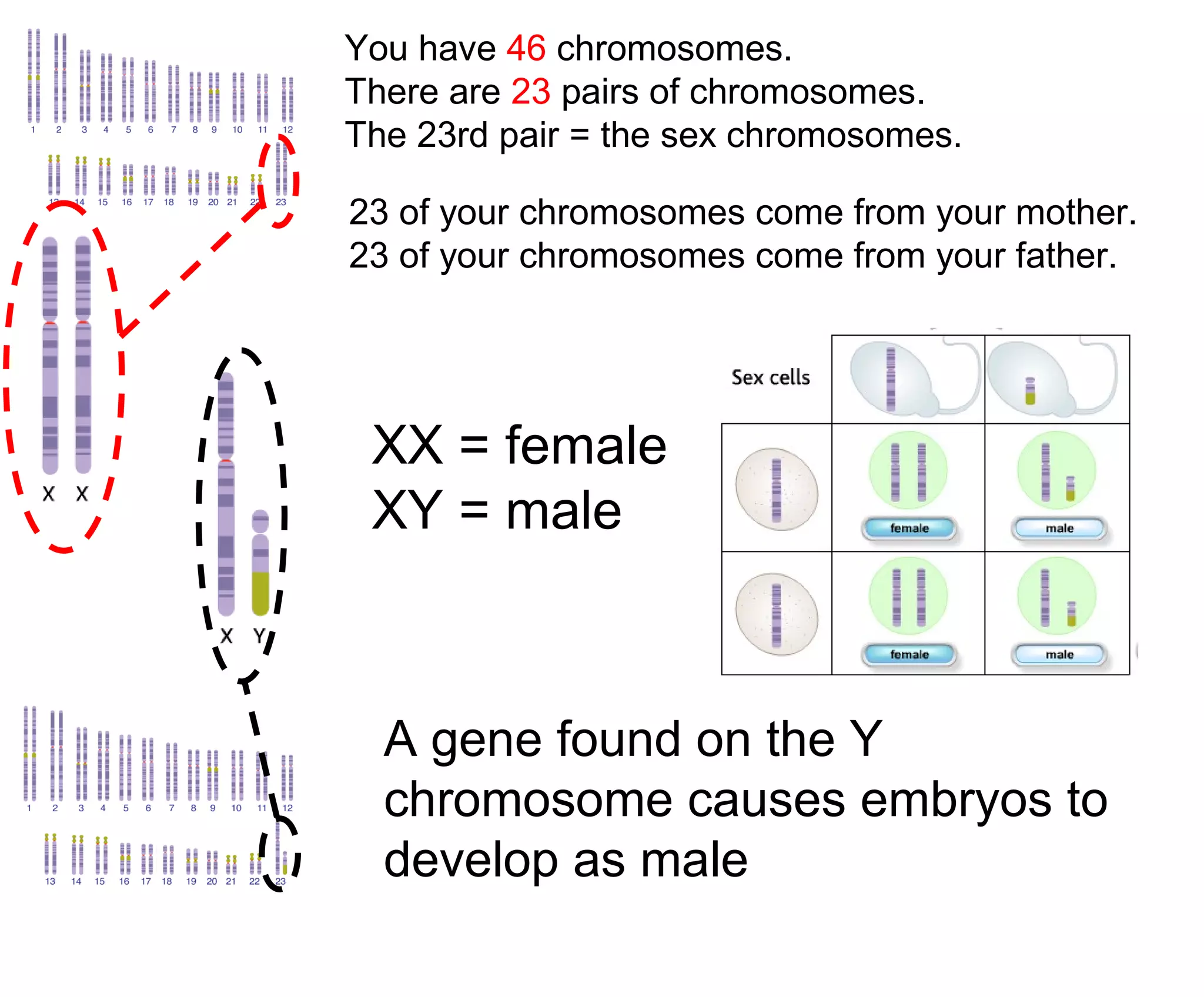 B2.7 cell division and inheritance | PPT