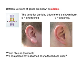B2.7 cell division and inheritance | PPT