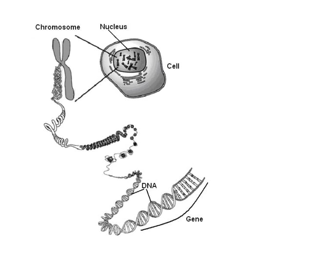 B2.7 cell division and inheritance | PPT