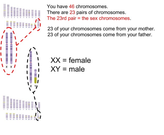 B2.7 cell division and inheritance | PPT