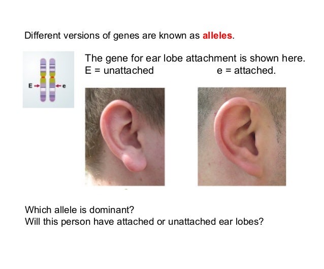 B2.7 cell division and inheritance