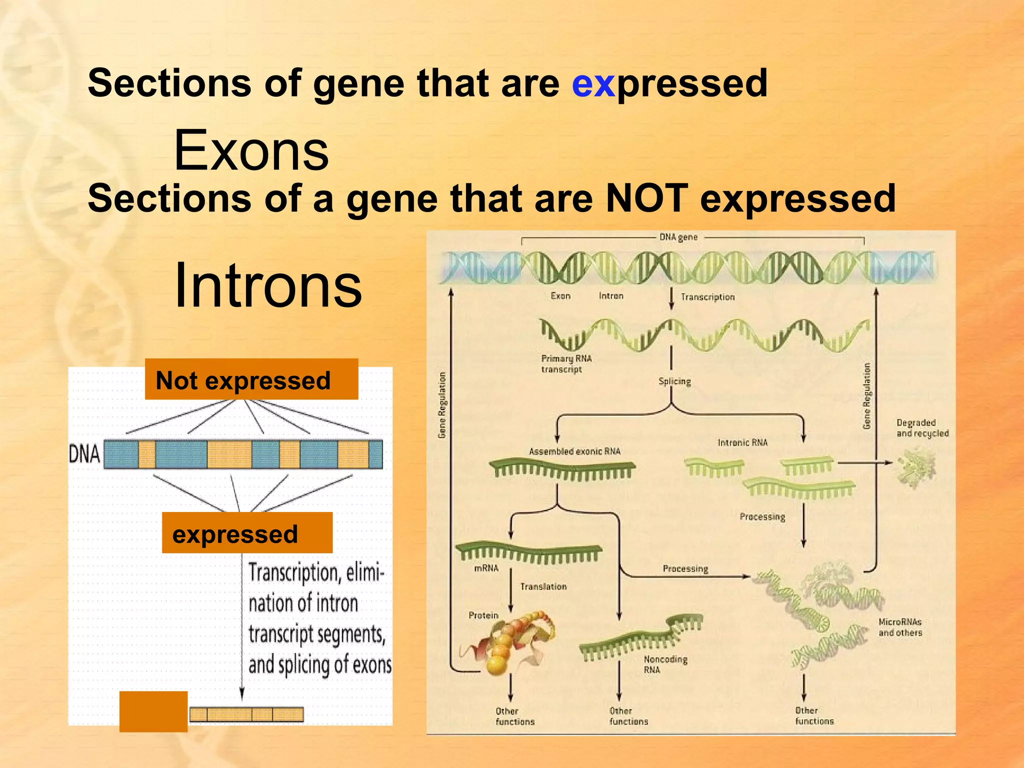 B21 big ideas protein synthesis ppt | PPT