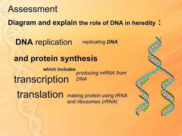 B21 big ideas protein synthesis ppt | PPT