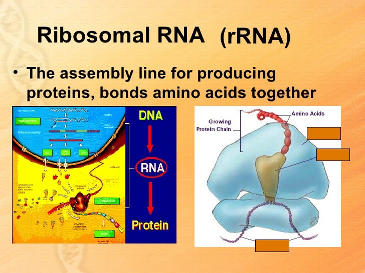 B21 big ideas protein synthesis ppt