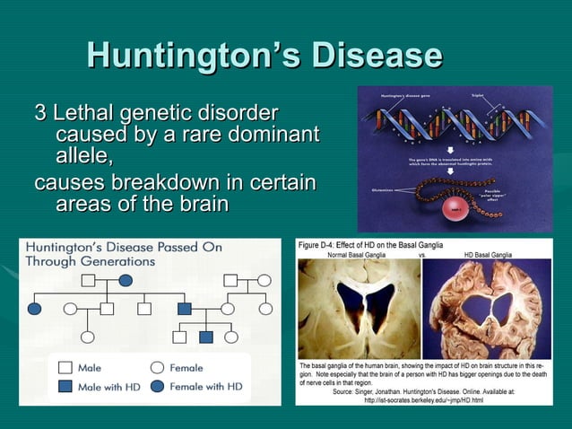 B23 ppt patterns of heredity and human genetics | PPT
