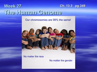 B27 the human genome | PPT
