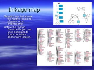 B27 the human genome | PPT