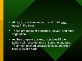 Introducing-Bonobos | PPT