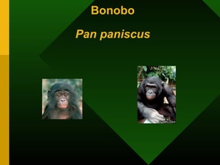Introducing-Bonobos | PPT