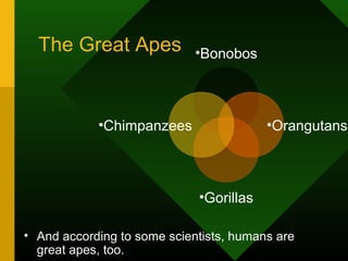 Introducing-Bonobos | PPT