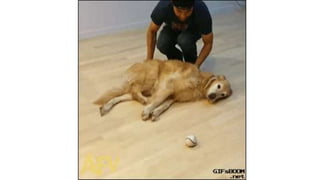 Slay the Ignosaurus; Change Your Life | PPT