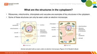B2 CELLS combined sciences for igcse students | PPTX