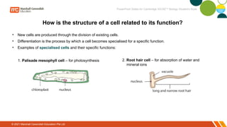 B2 CELLS combined sciences for igcse students | PPTX