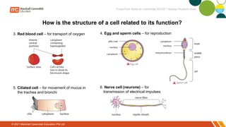 B2 CELLS combined sciences for igcse students | PPTX