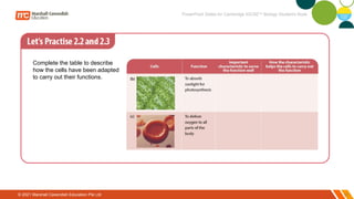 B2 CELLS combined sciences for igcse students | PPTX