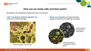 B2 CELLS combined sciences for igcse students | PPTX