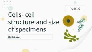 B2 Cells-cell structure and size of specimen.pptx