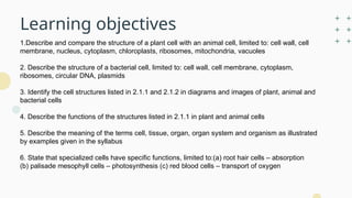 B2 Cells-cell structure and size of specimen.pptx