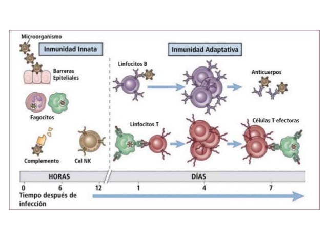 Infecciones paciente inmunocomprometido