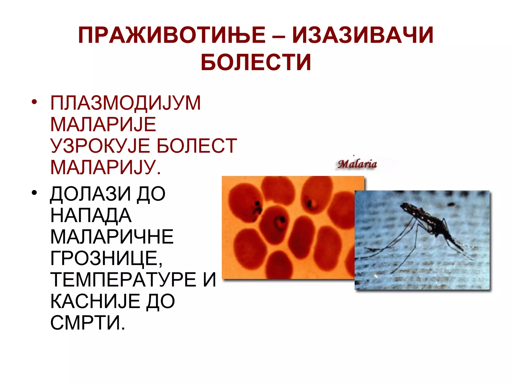 B2 Prazivotinje | PPT