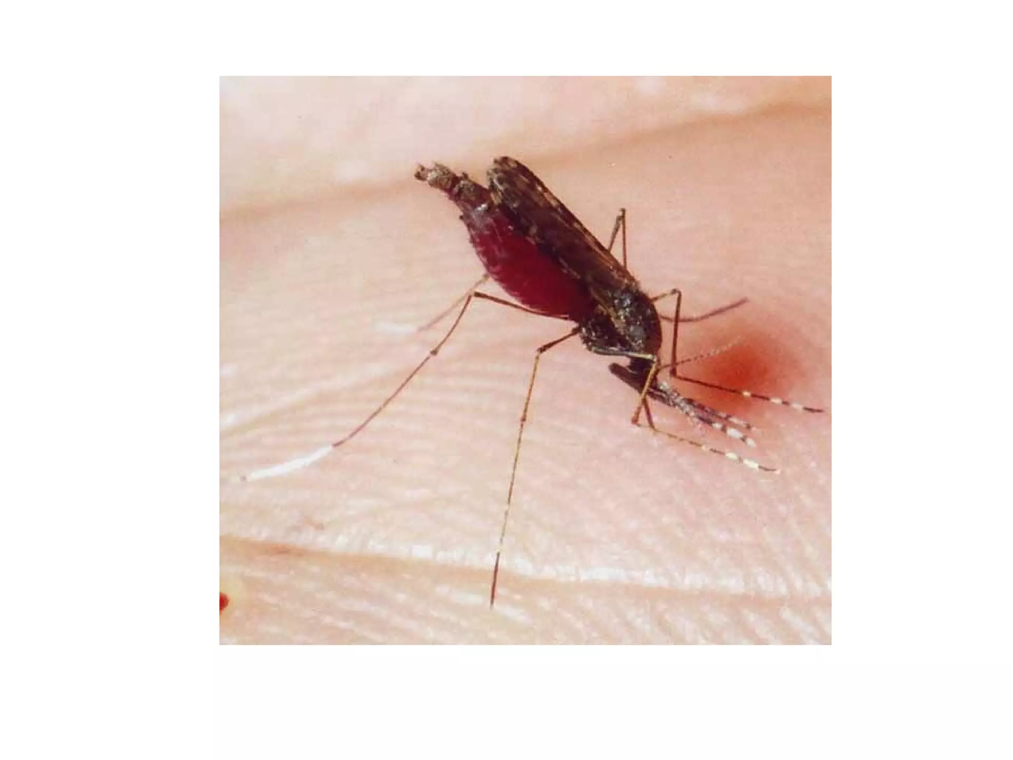 B2 Prazivotinje | PPT