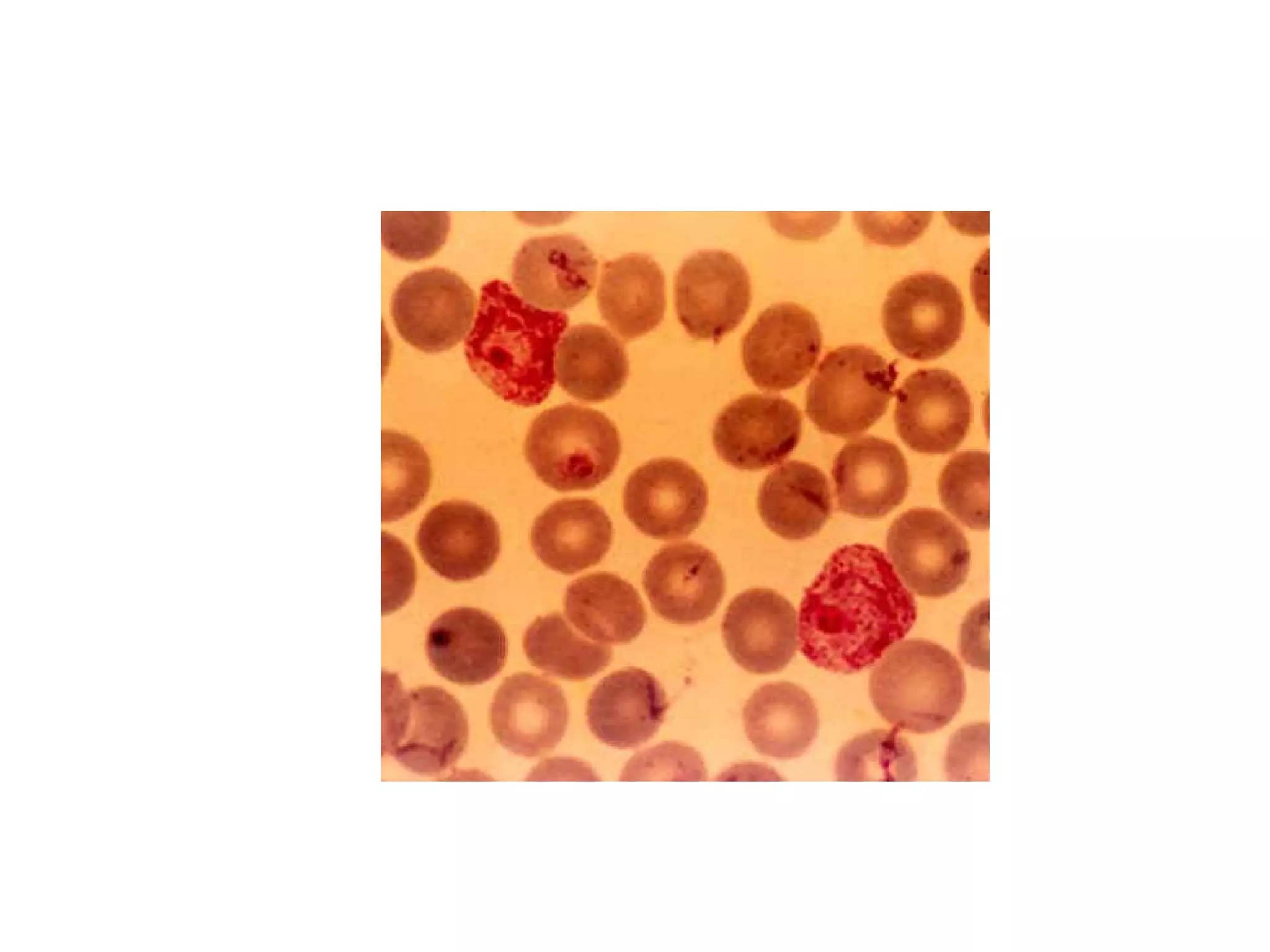 B2 Prazivotinje | PPT