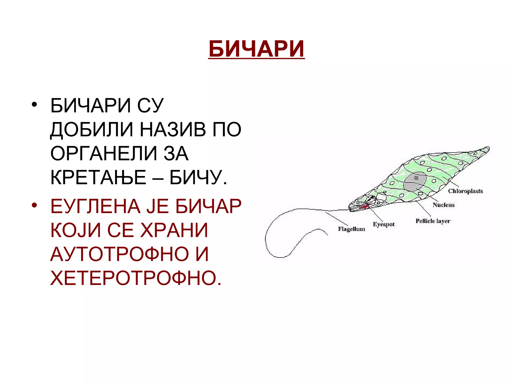 B2 Prazivotinje | PPT