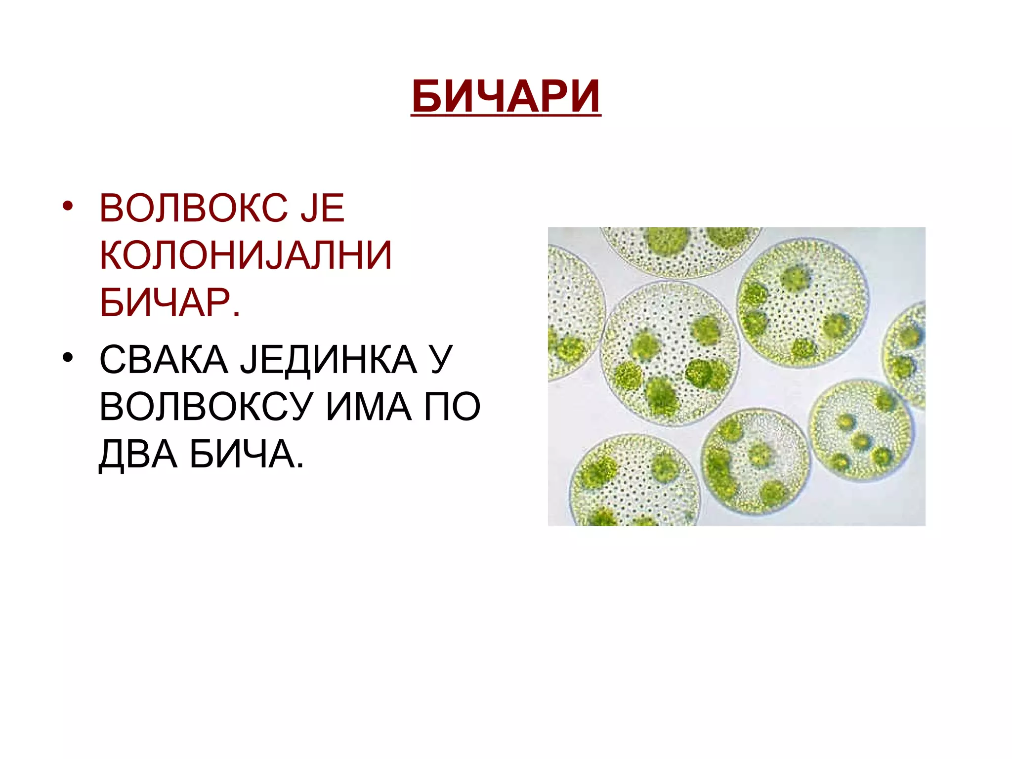 B2 Prazivotinje | PPT