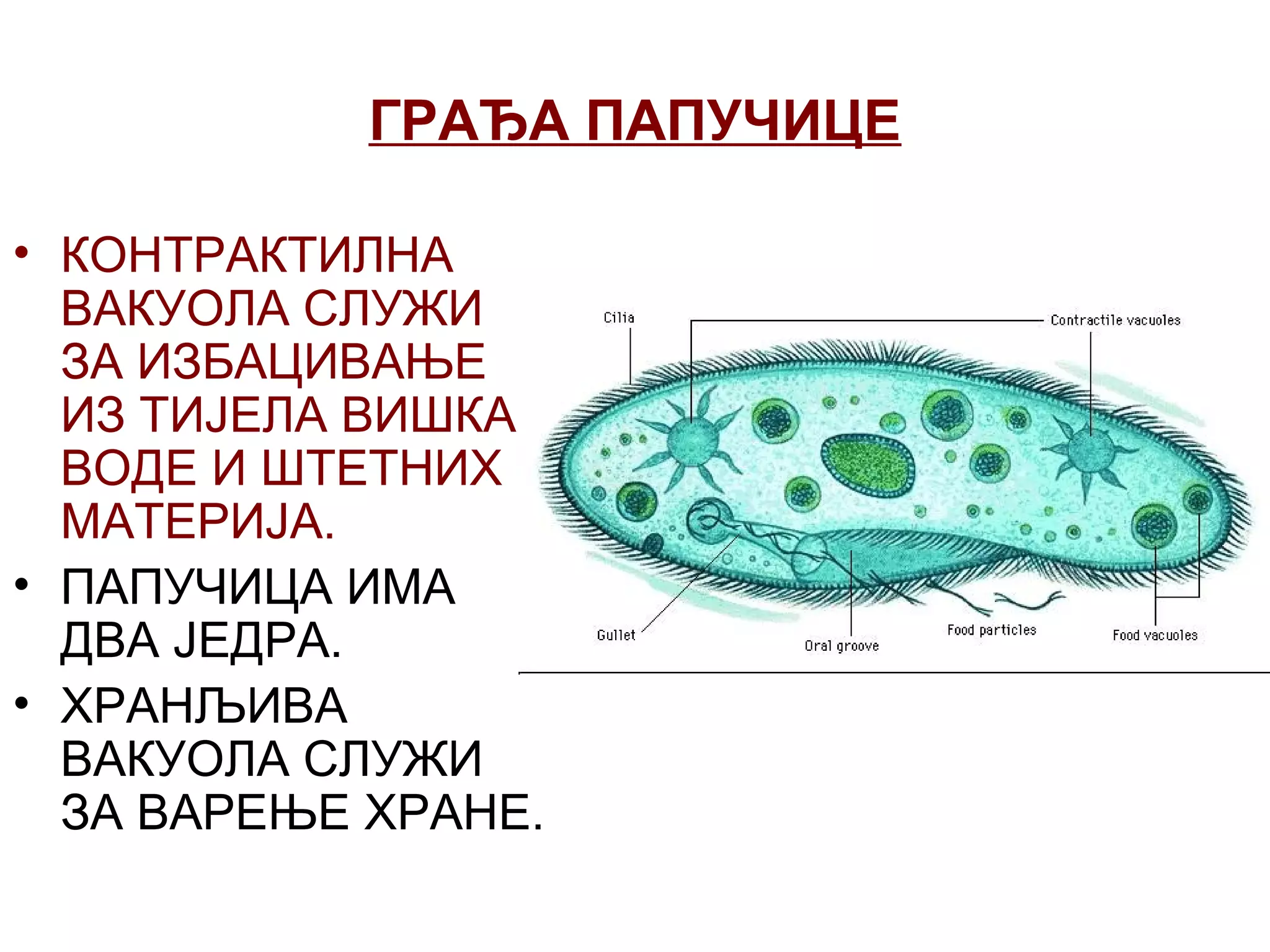 B2 Prazivotinje | PPT