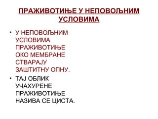 B2 Prazivotinje | PPT