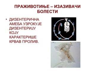B2 Prazivotinje | PPT