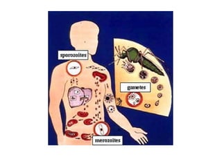 B2 Prazivotinje | PPT