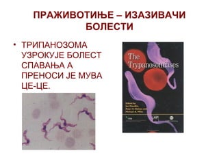 B2 Prazivotinje | PPT