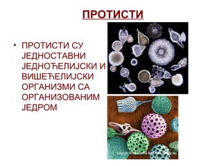 B2 Prazivotinje | PPT