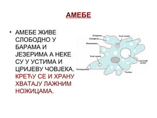 B2 Prazivotinje | PPT