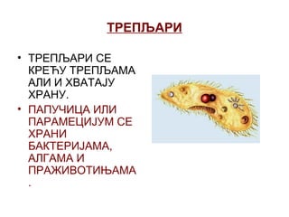 B2 Prazivotinje | PPT