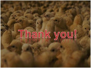 Record keeping in broiler production | PPTX