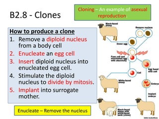 B2 revision powerpoint | PPTX