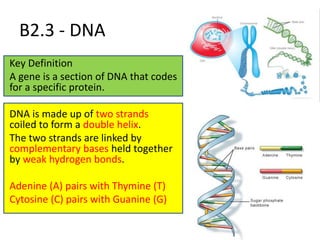 B2 revision powerpoint | PPTX