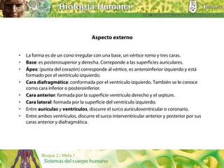 Sistema cardiovascular | PPS