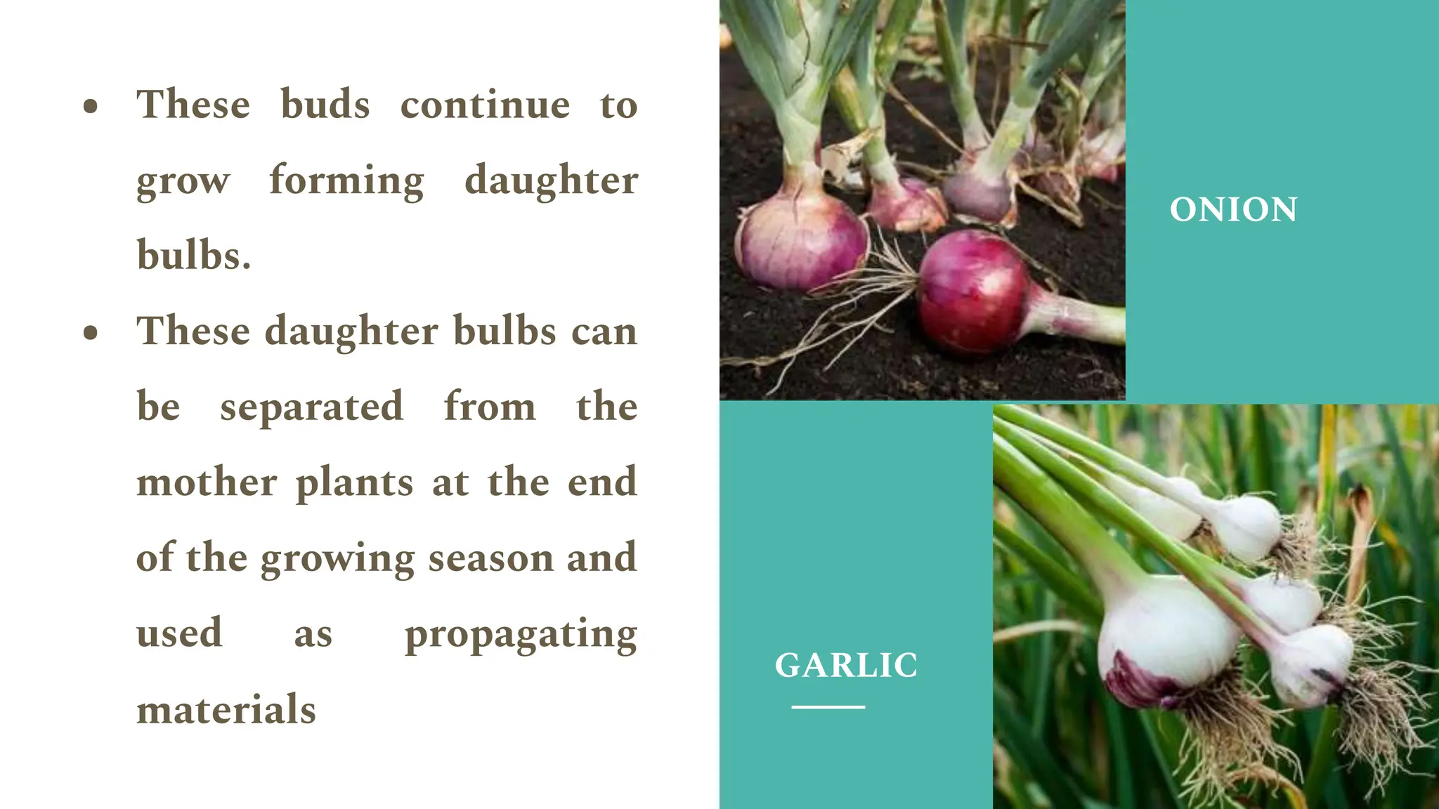 PROPAGATION BY SPECIALIZED VEGETATIVE STRUCTURE.pptx