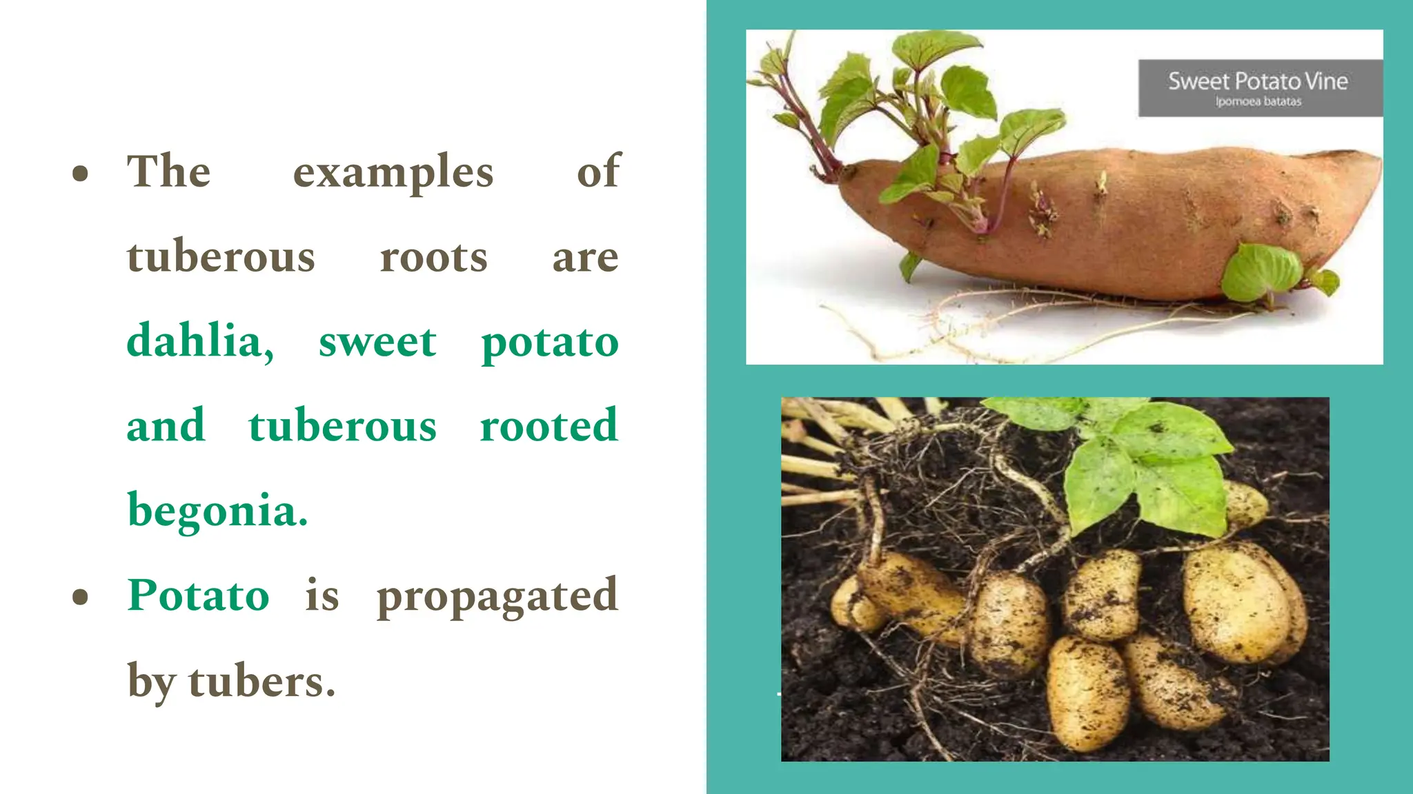 PROPAGATION BY SPECIALIZED VEGETATIVE STRUCTURE.pptx