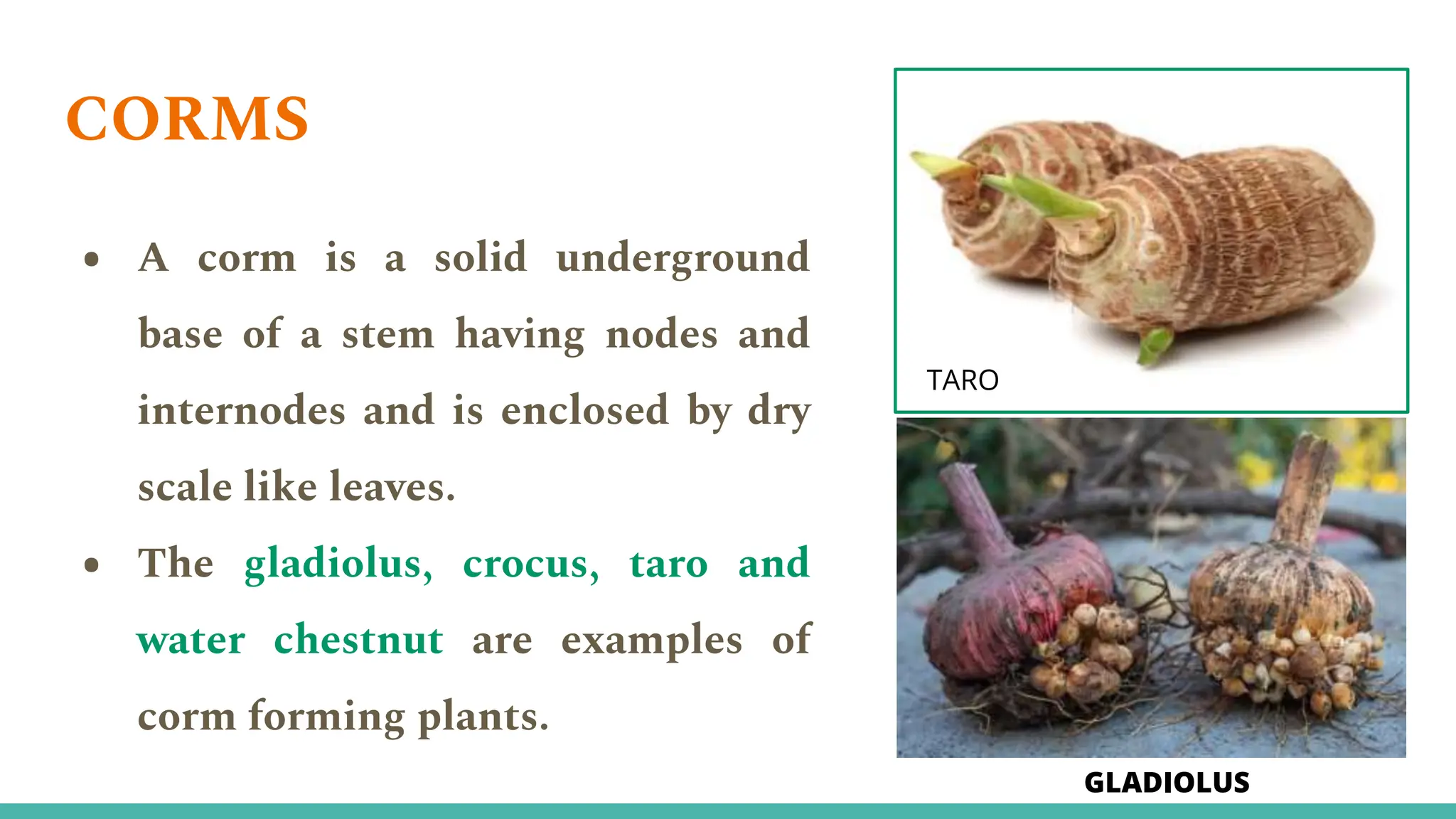 PROPAGATION BY SPECIALIZED VEGETATIVE STRUCTURE.pptx