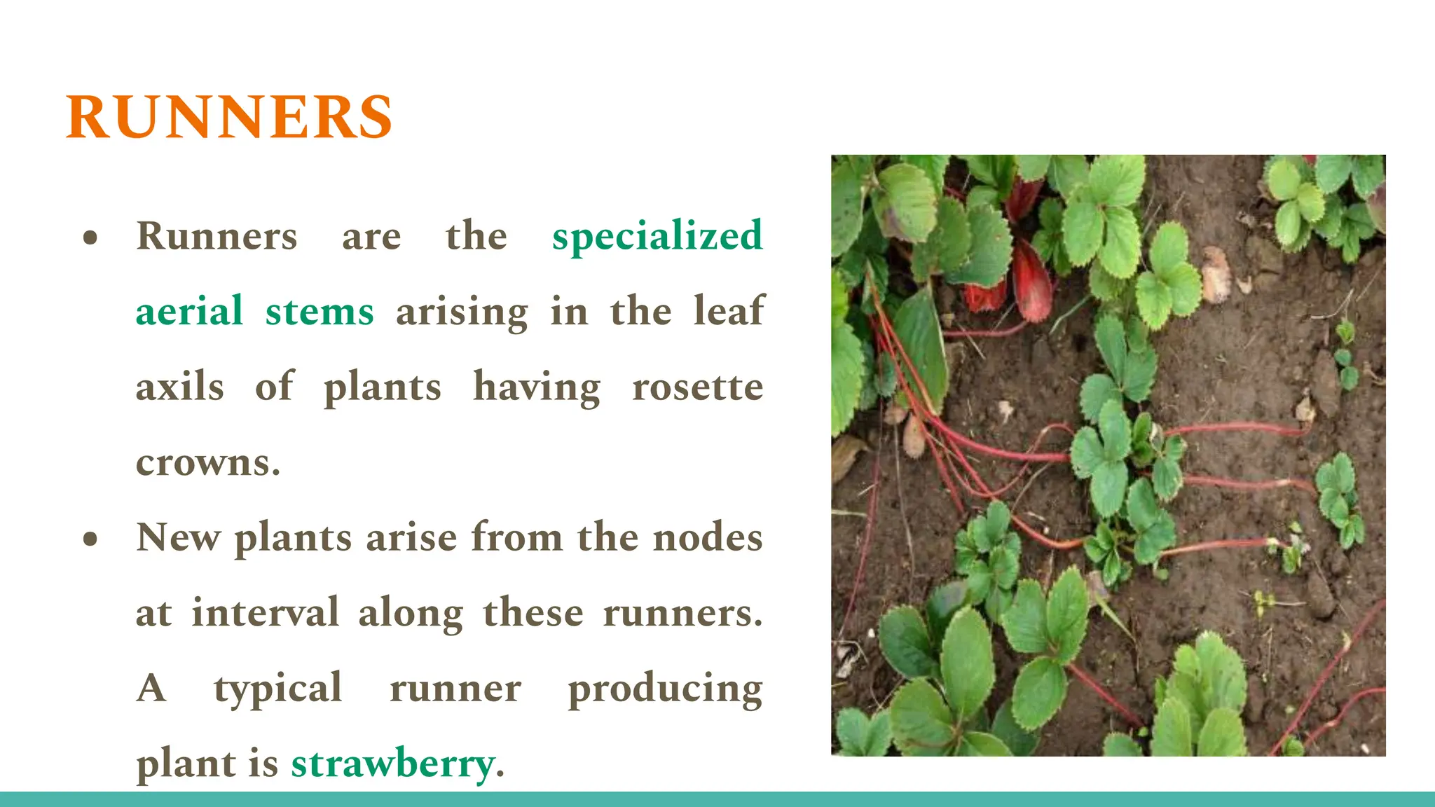 PROPAGATION BY SPECIALIZED VEGETATIVE STRUCTURE.pptx