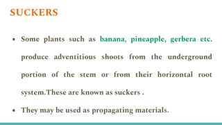 PROPAGATION BY SPECIALIZED VEGETATIVE STRUCTURE.pptx