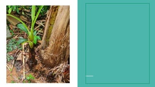 PROPAGATION BY SPECIALIZED VEGETATIVE STRUCTURE.pptx