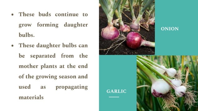 PROPAGATION BY SPECIALIZED VEGETATIVE STRUCTURE.pptx